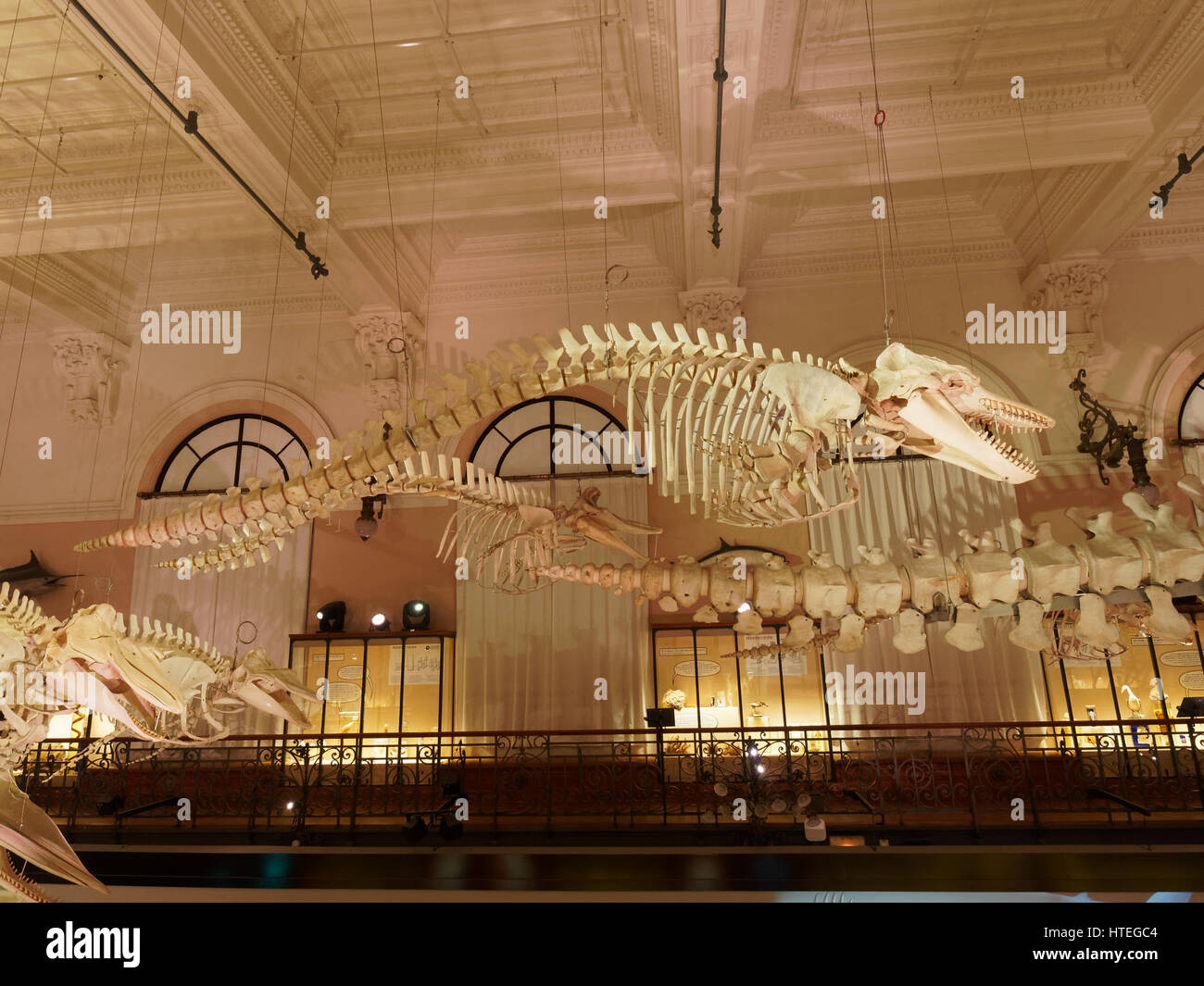 Whale and dolphin skeletons in the Oceanographic Museum, Monaco Stock ...