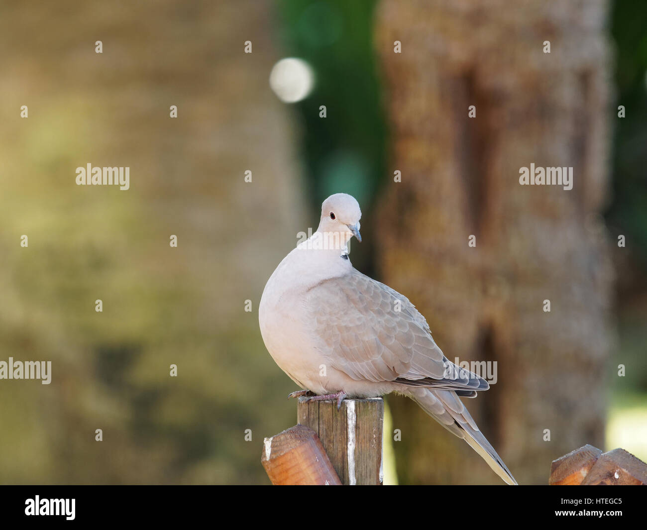 Ring necked dove hi-res stock photography and images - Alamy