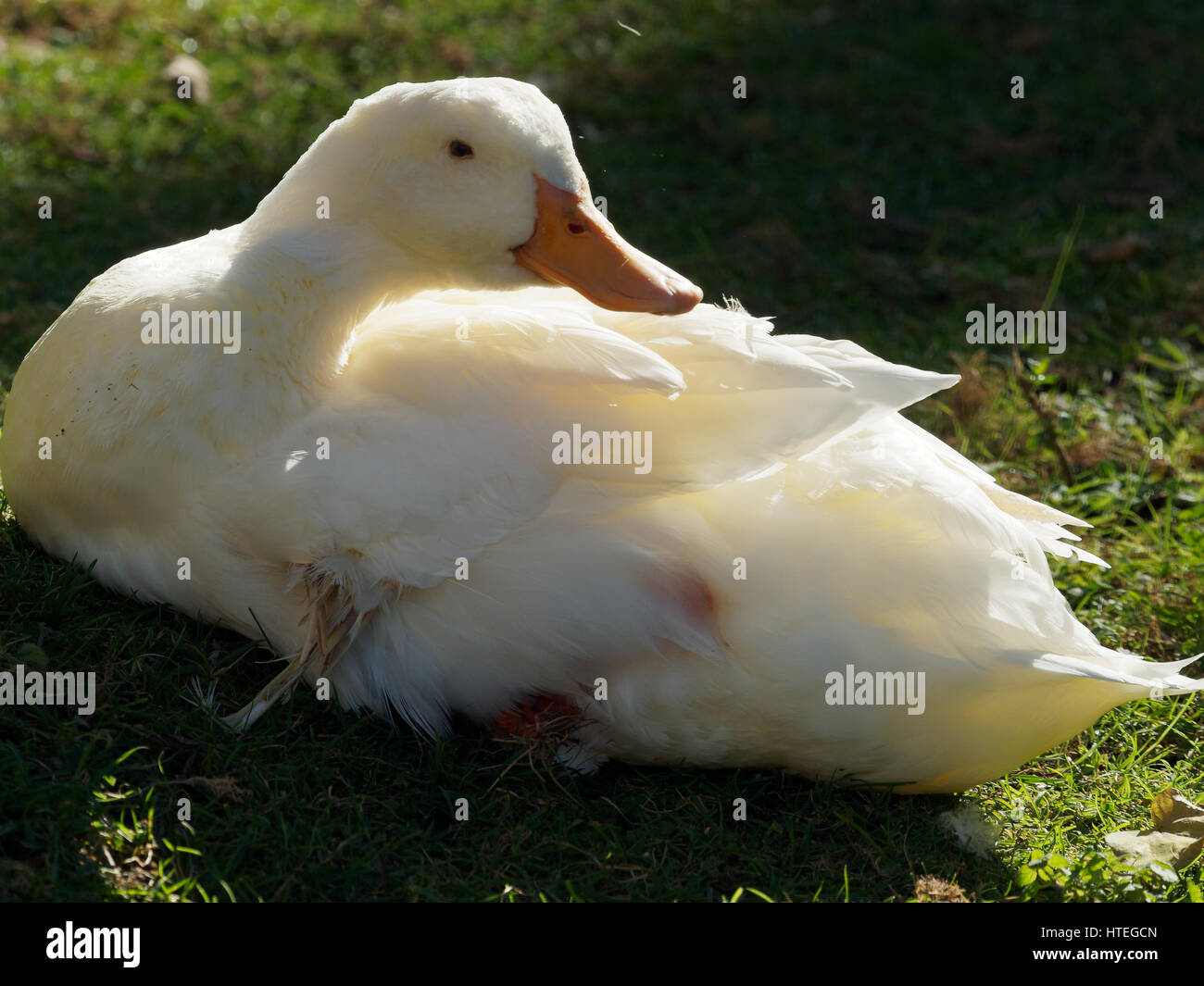 A white Domestic Duck Stock Photo - Alamy