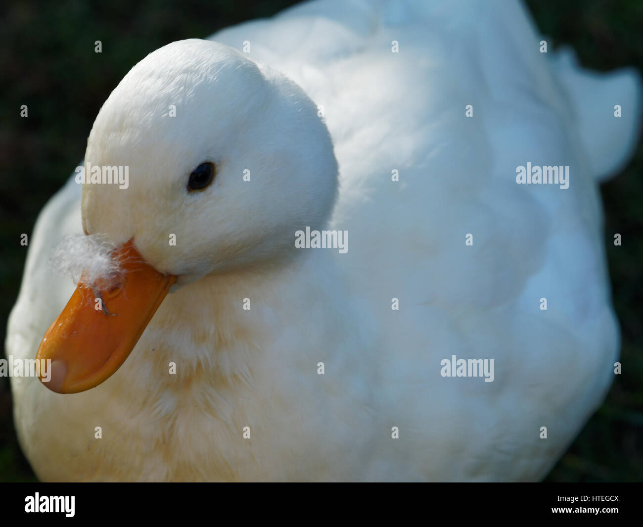 A white Domestic Duck Stock Photo - Alamy