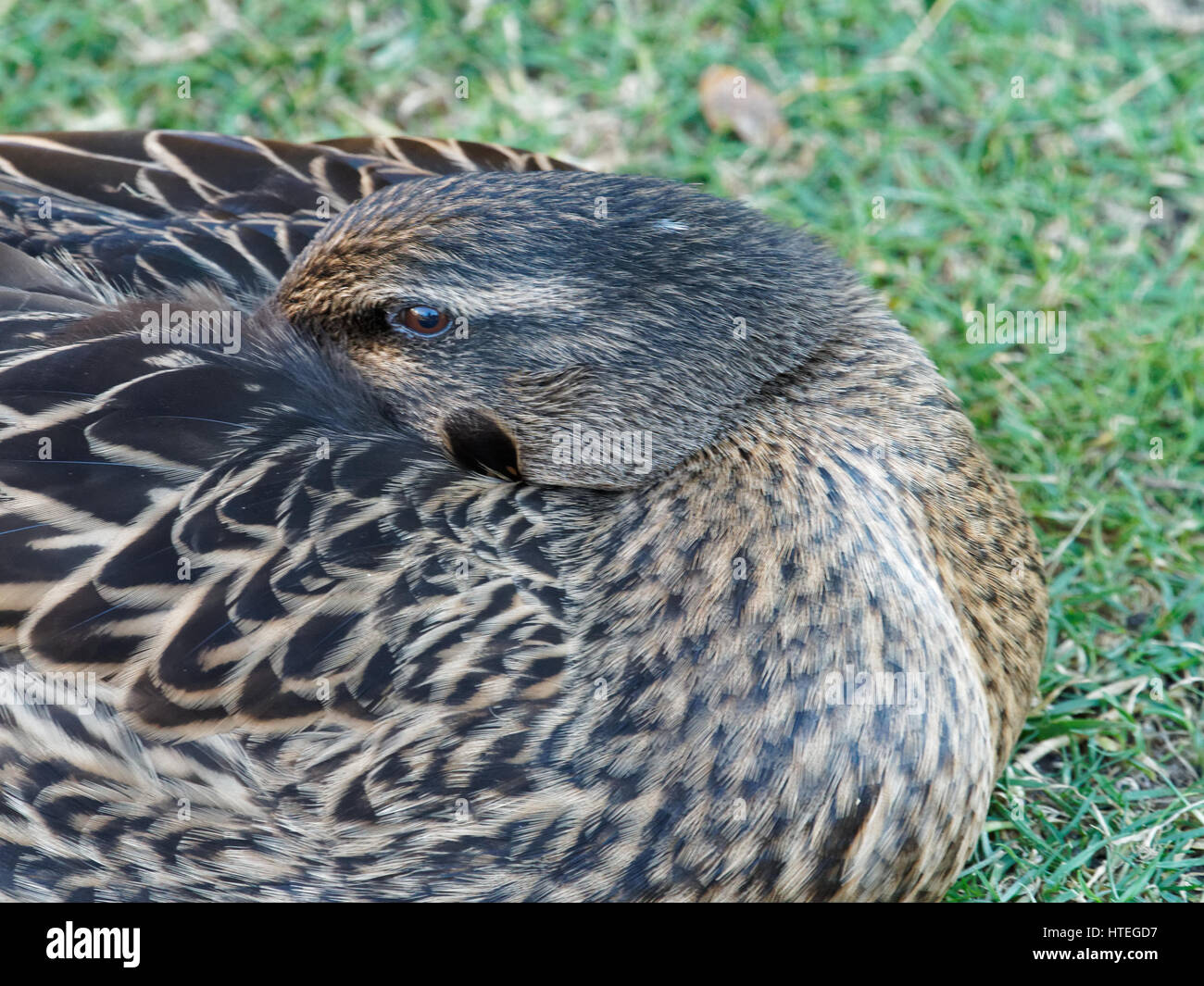 Female Mallard duck in Summer Stock Photo - Alamy