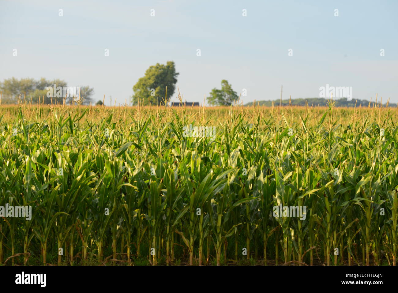 Farmer growing corn hi-res stock photography and images - Alamy