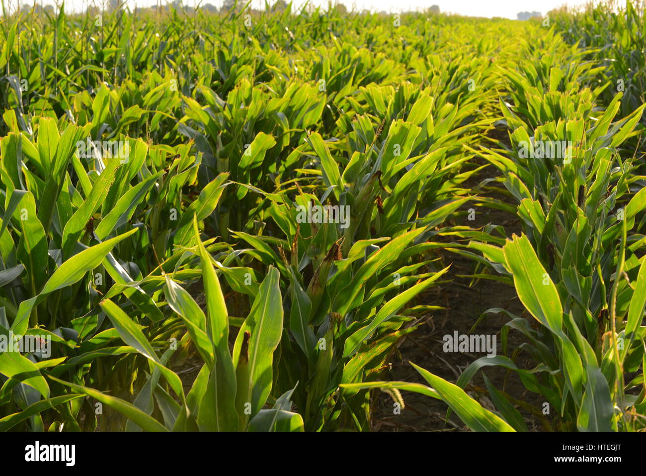Rows of sweet corn hi-res stock photography and images - Alamy