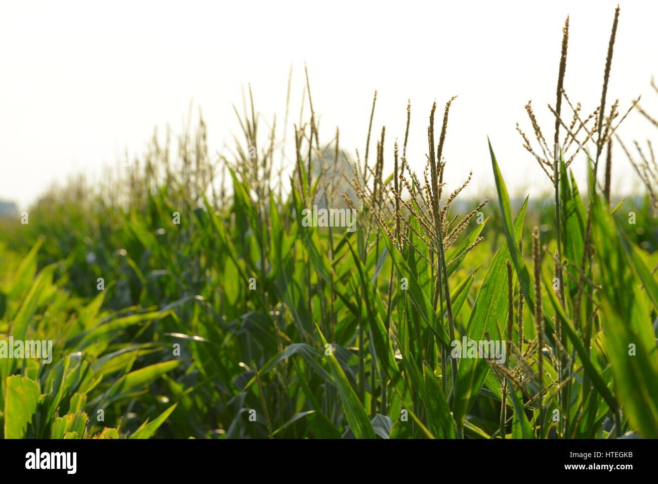 Row of corn tassels hi-res stock photography and images - Alamy