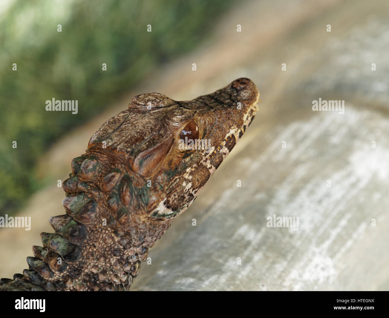Cuvier's dwarf caiman hi-res stock photography and images - Alamy