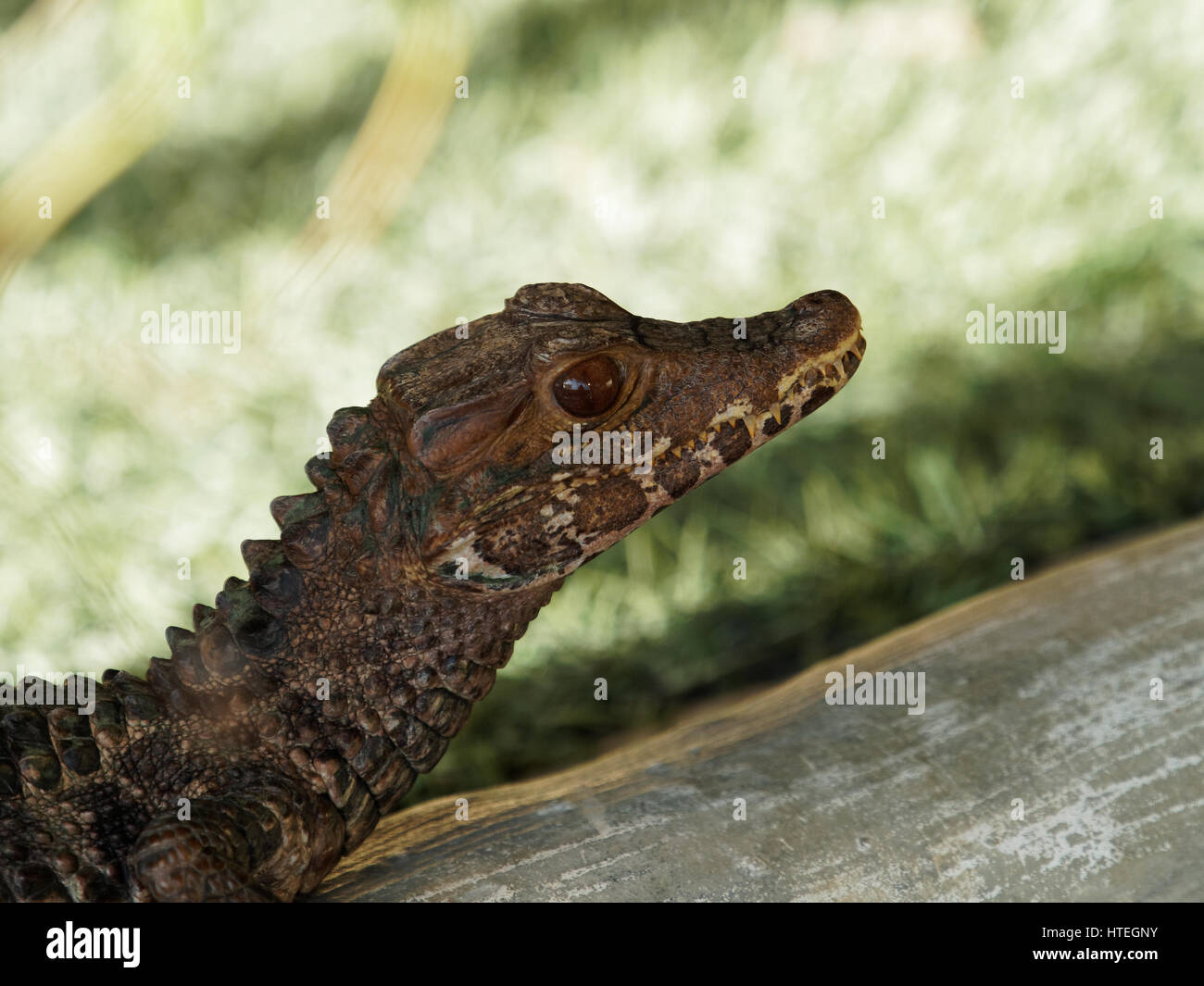 Cuvier's Dwarf Caiman - Paleosuchus palpebrosus Stock Photo - Alamy