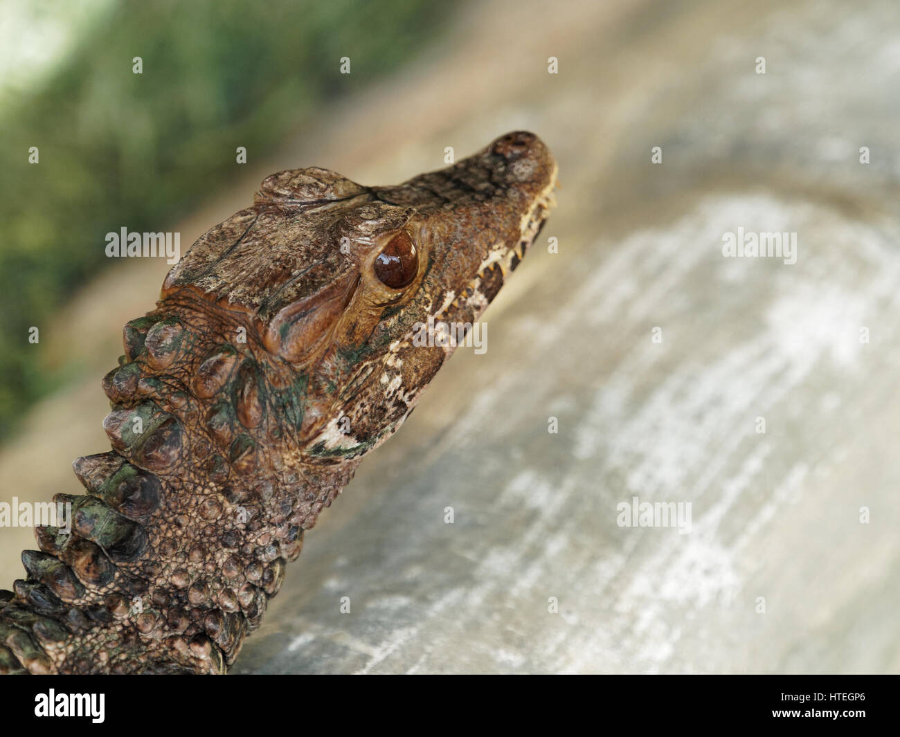 Cuvier's Dwarf Caiman - Paleosuchus palpebrosus Stock Photo - Alamy