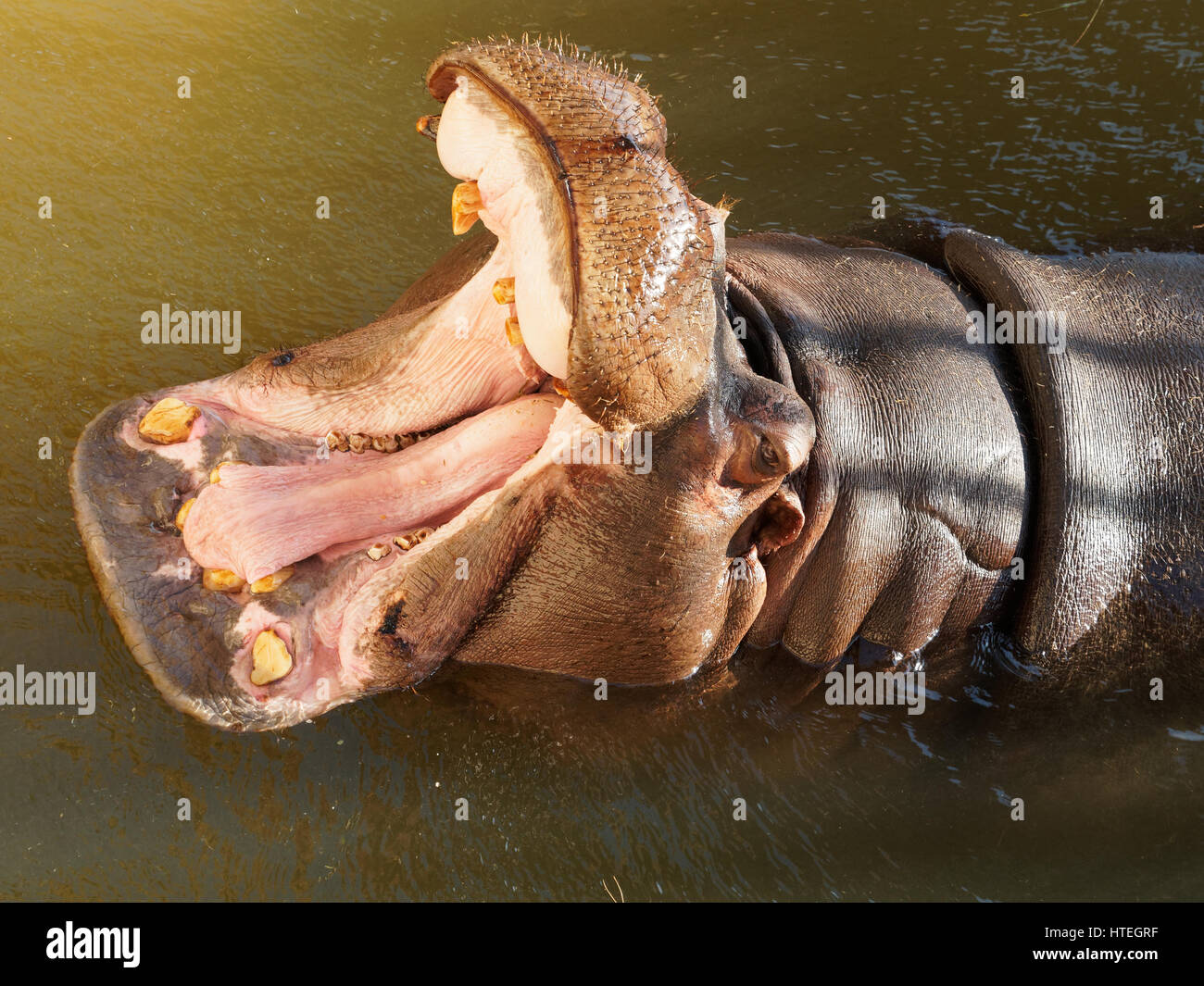 Hippopotamus amphibius hippopotamus hi-res stock photography and images ...