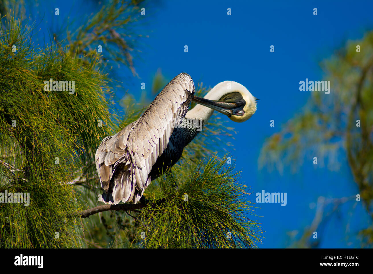 Pelican tree hi-res stock photography and images - Alamy