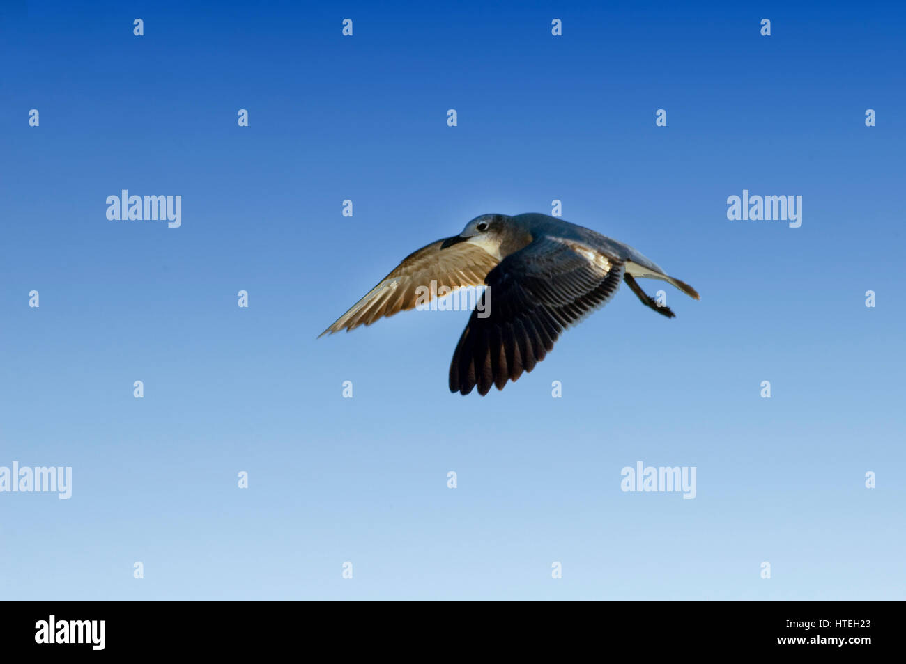flying seagull wing out Stock Photo - Alamy