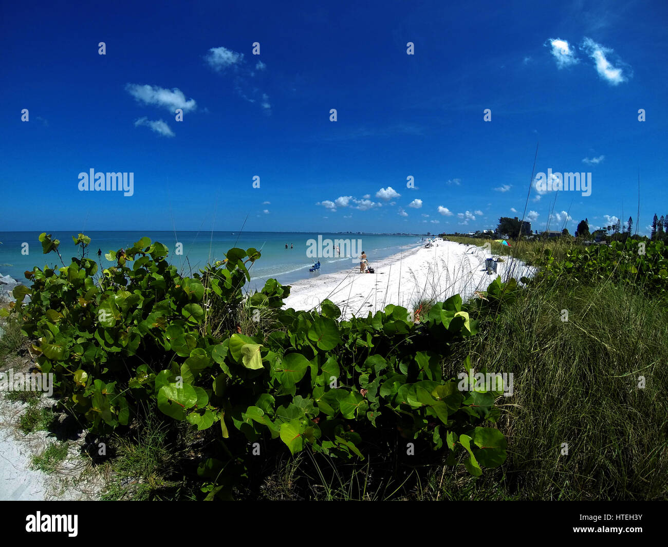 beach with natural plants and saw grass Stock Photo - Alamy