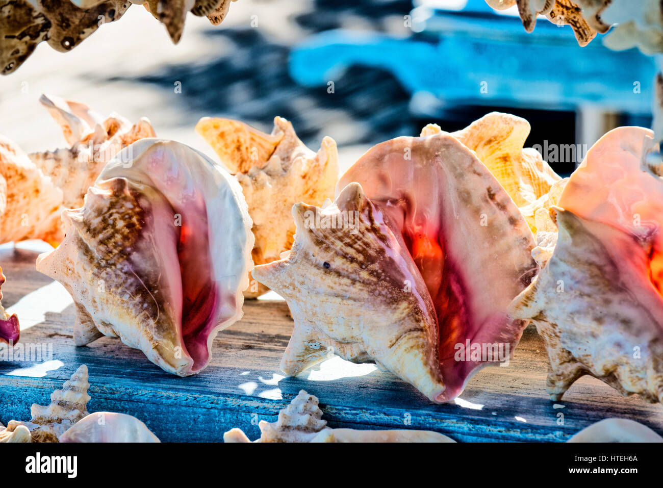 conch shells in line Stock Photo - Alamy