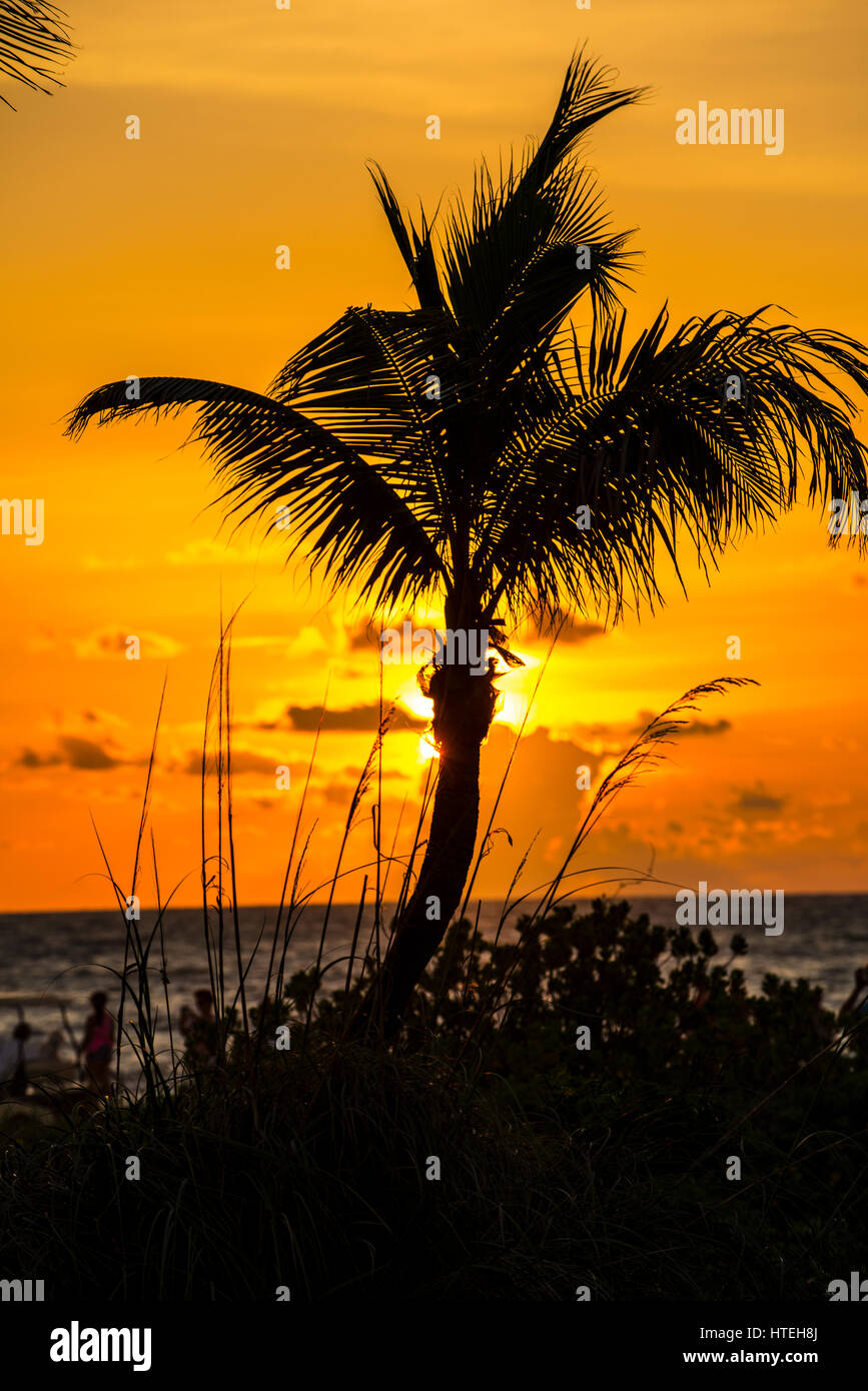 beach sunrise against palm tree Stock Photo - Alamy