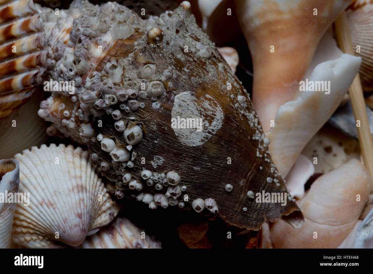 pile of sea shells on beach Stock Photo - Alamy
