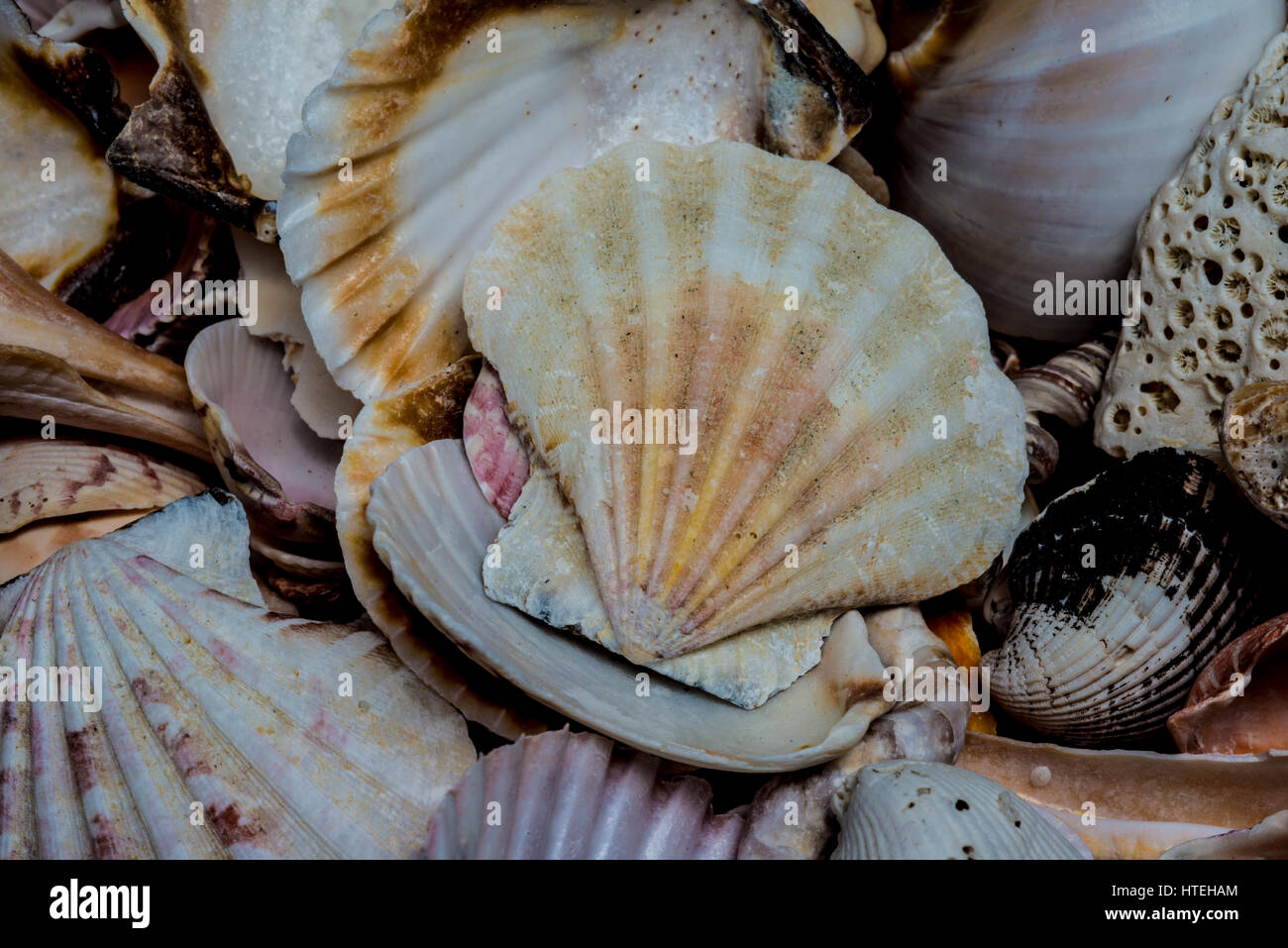 pile of sea shells Stock Photo - Alamy