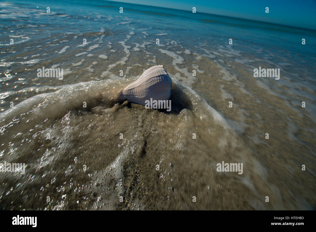 Large sea shell hi-res stock photography and images - Alamy