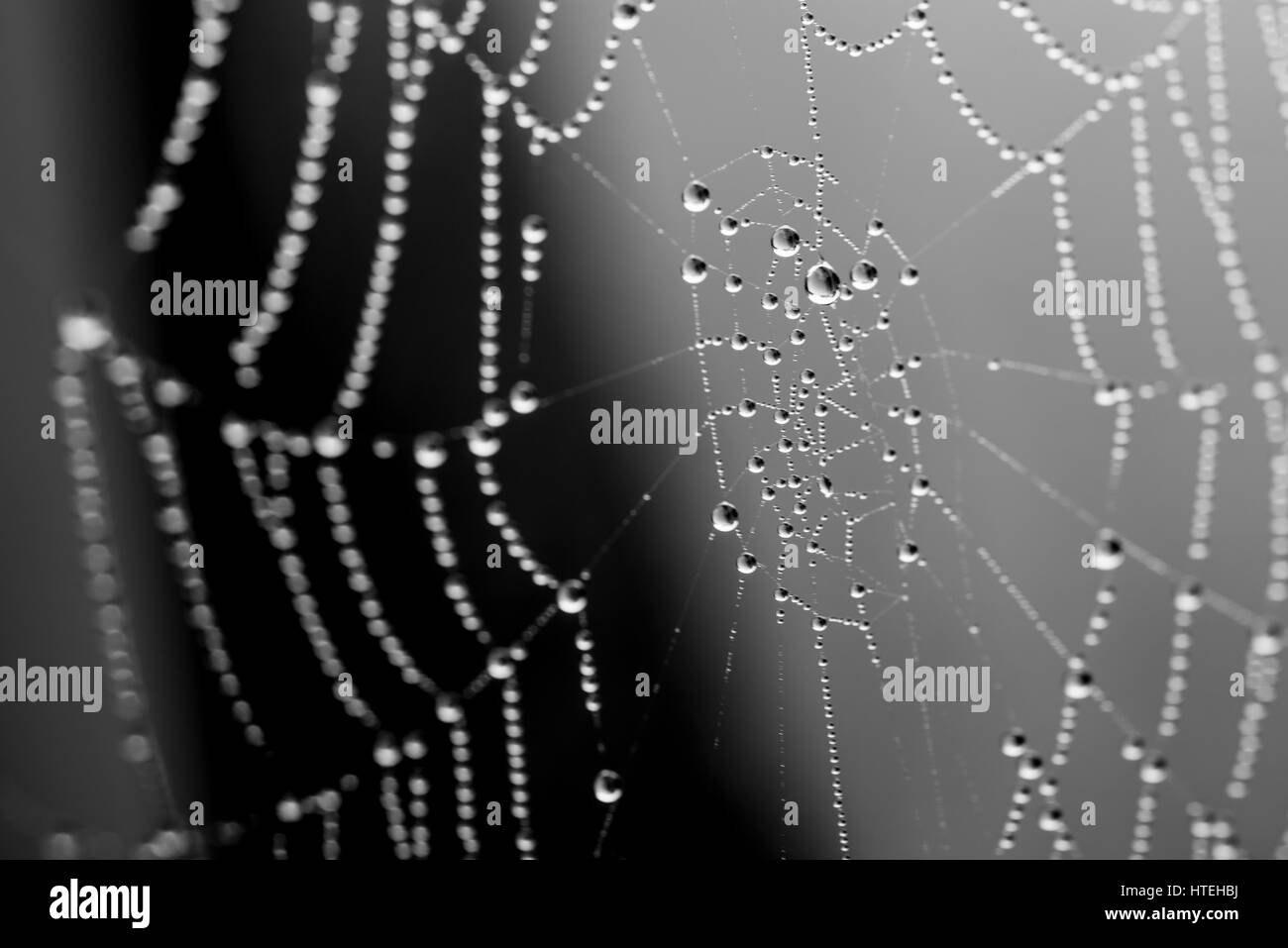 wet spider web Stock Photo - Alamy