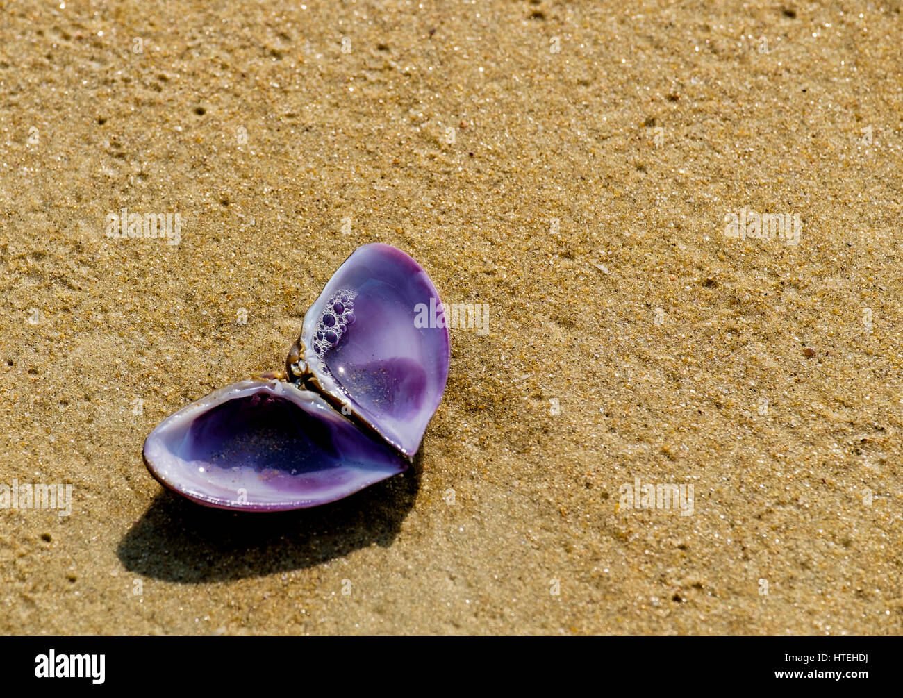 Seashell on seashore in Varca, Goa Stock Photo - Alamy