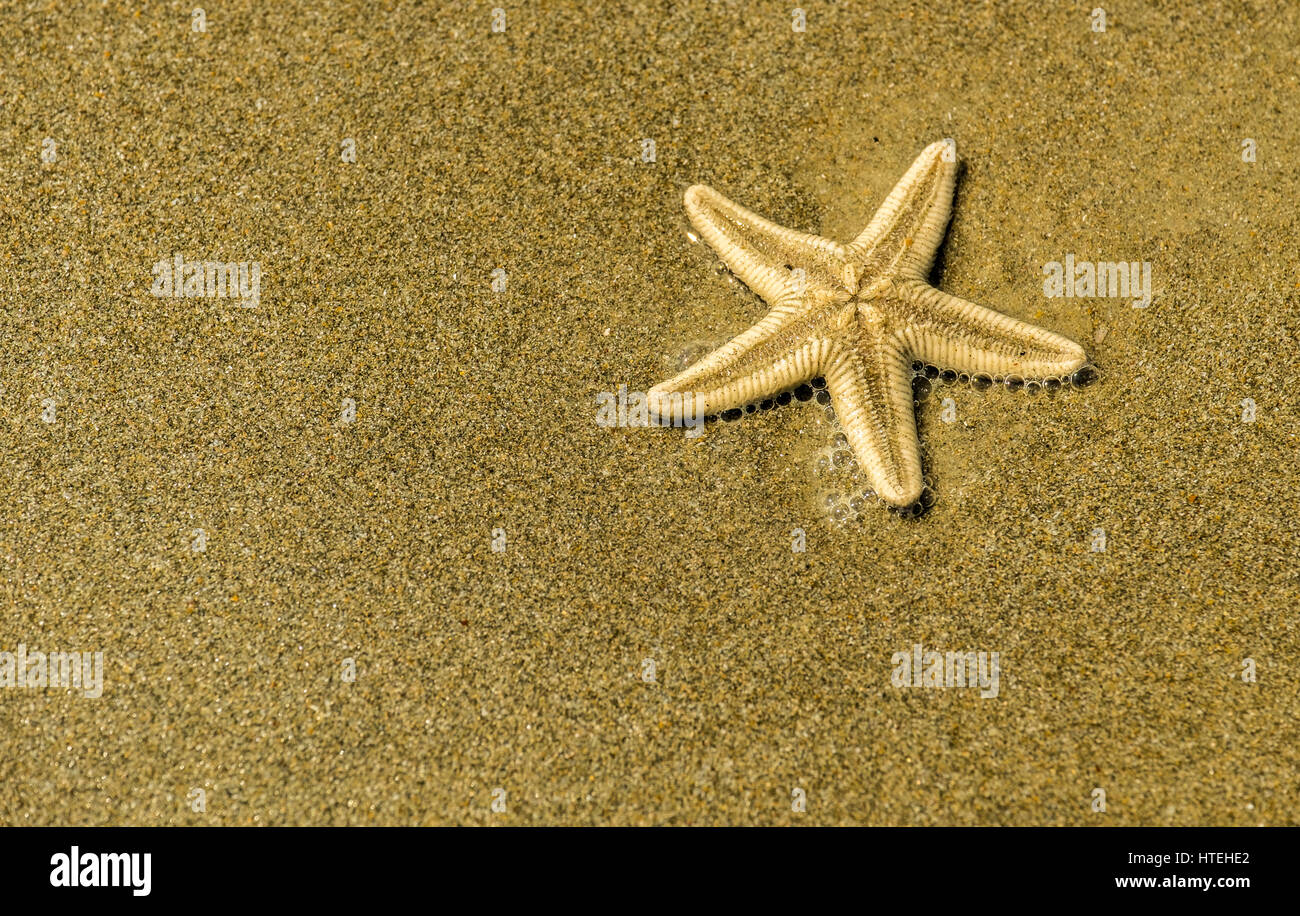 Starfish on sandy Varca Beach, Goa, India Stock Photo - Alamy