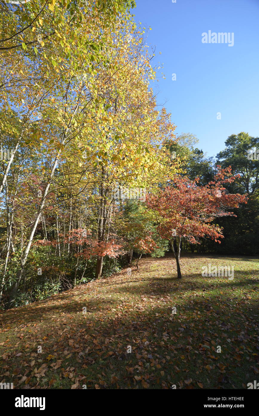 fall trees in the mountains Stock Photo - Alamy