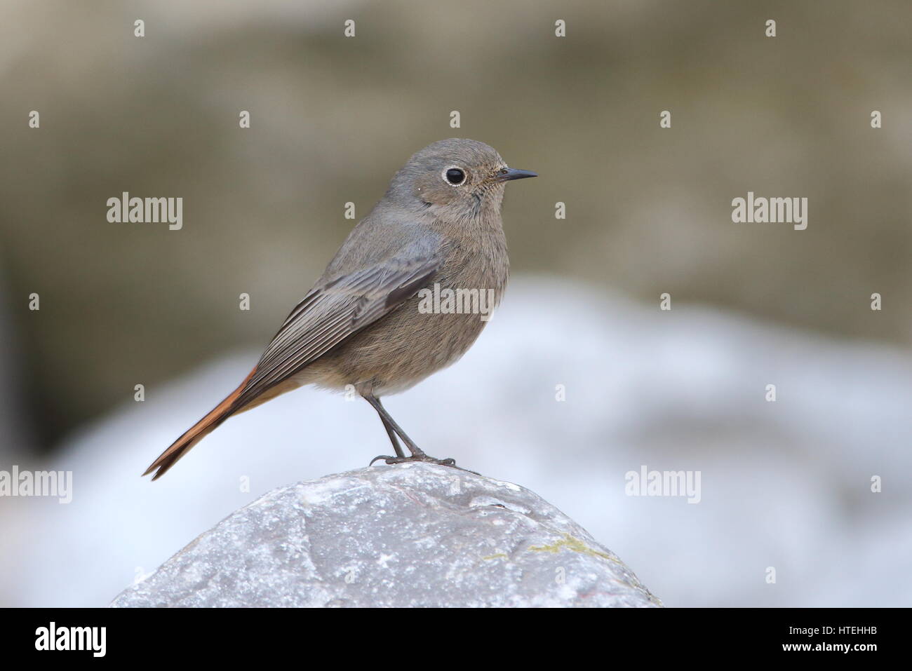 Redstart phoenicurus phoenicurus adult female hi-res stock photography ...