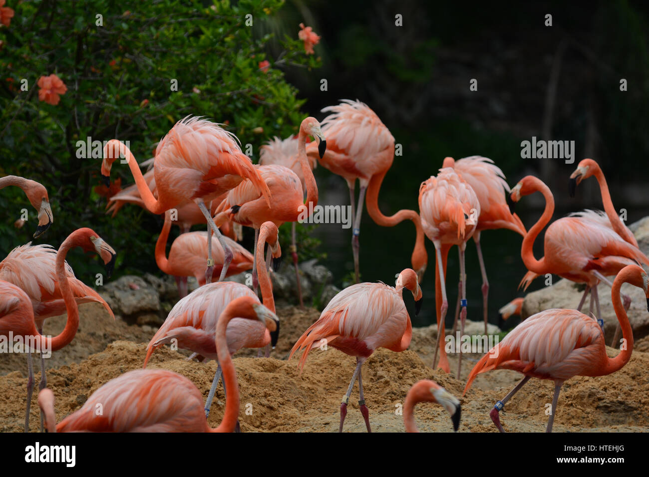 flamingos grouped together Stock Photo - Alamy
