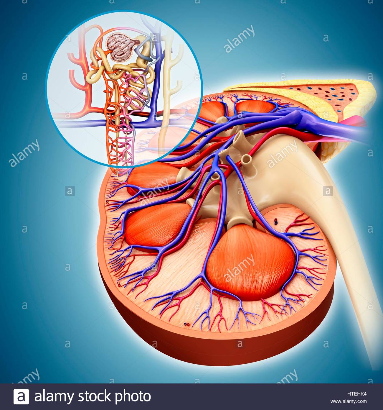 Nephron Structure In A Kidney Stock Photos & Nephron Structure In A ...