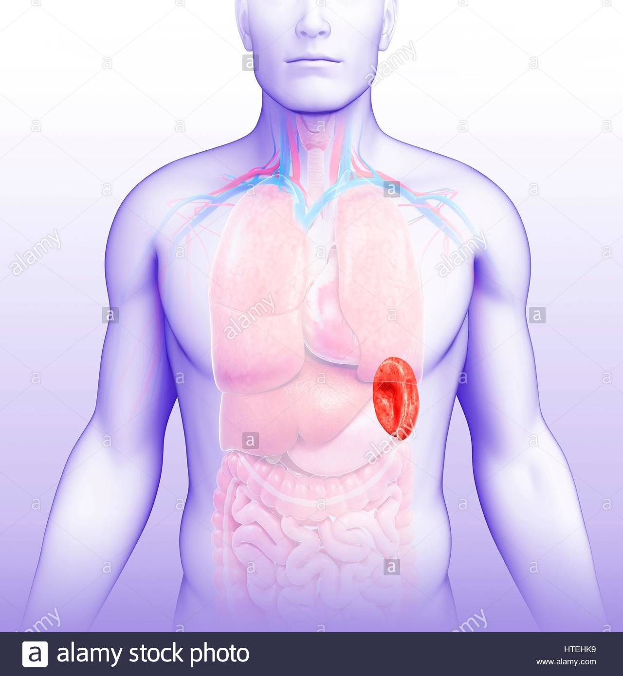 Spleen Image Stock Photos & Spleen Image Stock Images - Alamy