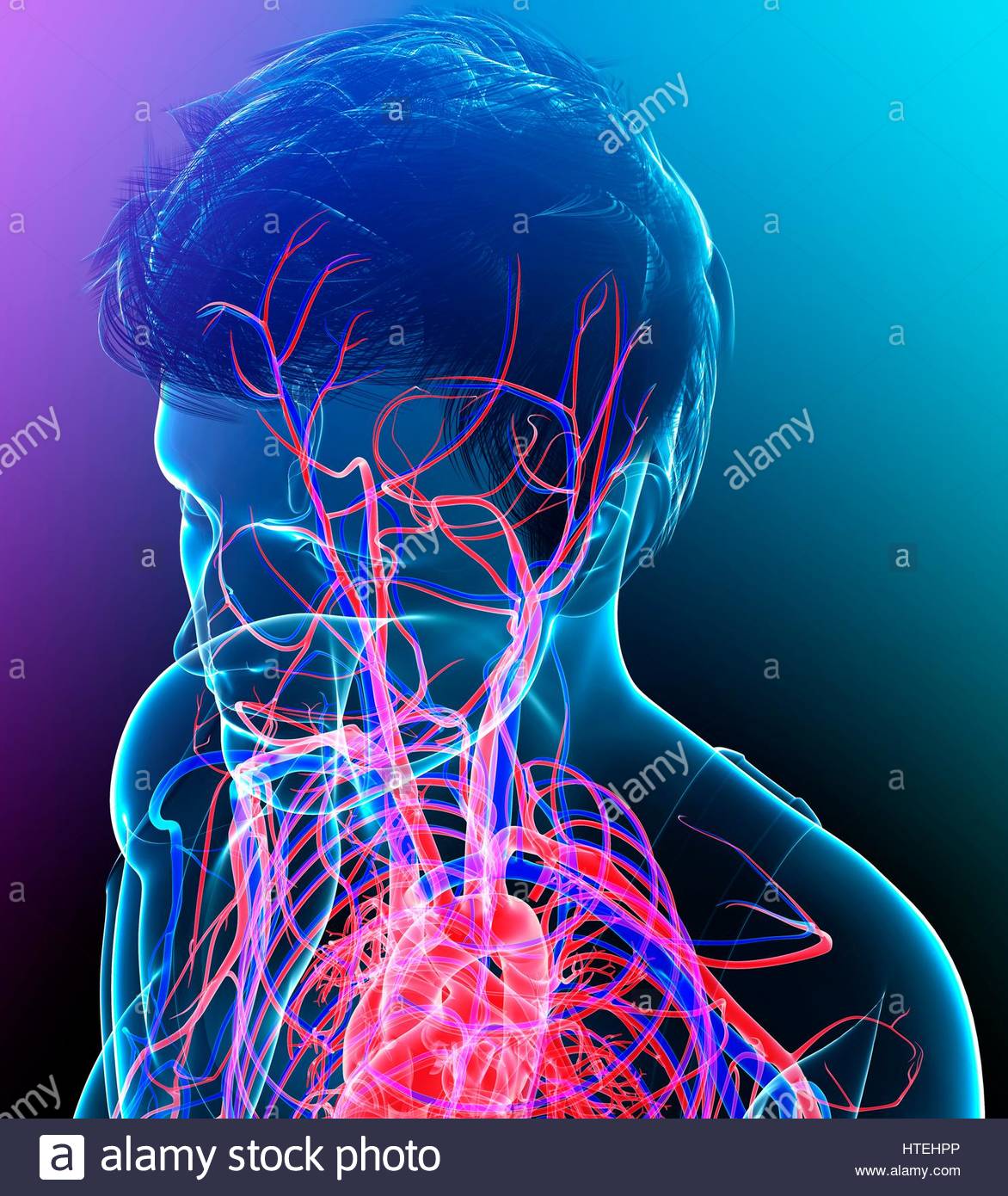 Chest Blood Vessels Stock Photos & Chest Blood Vessels Stock Images - Alamy