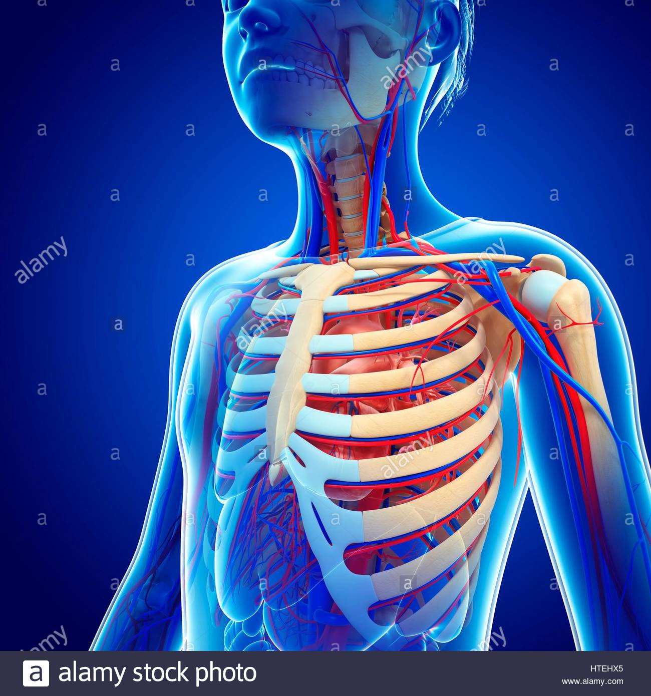Skeletal System Of A Boy Stock Photos & Skeletal System Of A Boy Stock ...