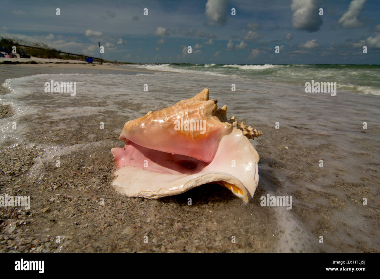 Conch shell in ocean surf Stock Photo - Alamy