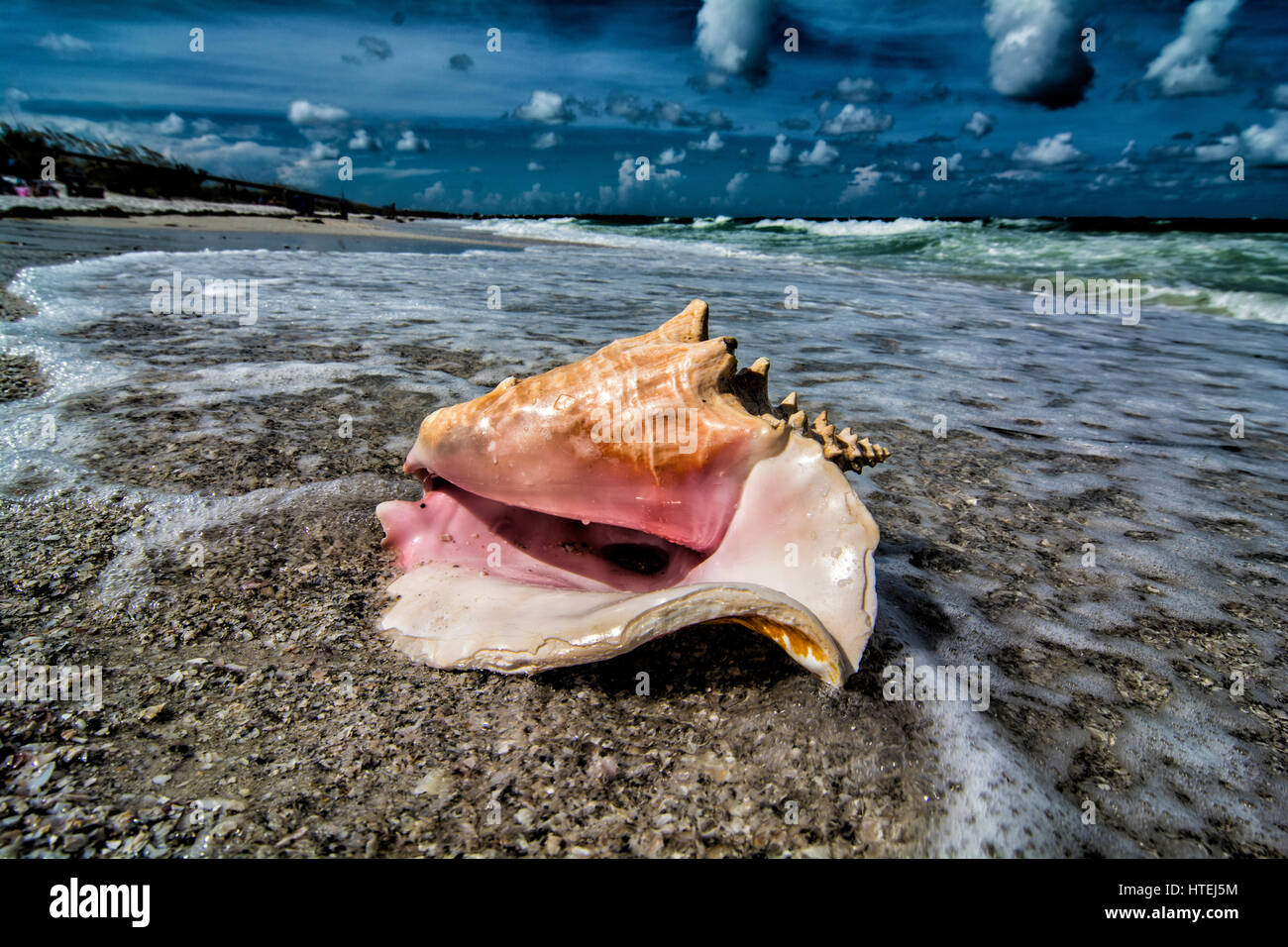 Conch on beach hi-res stock photography and images - Alamy