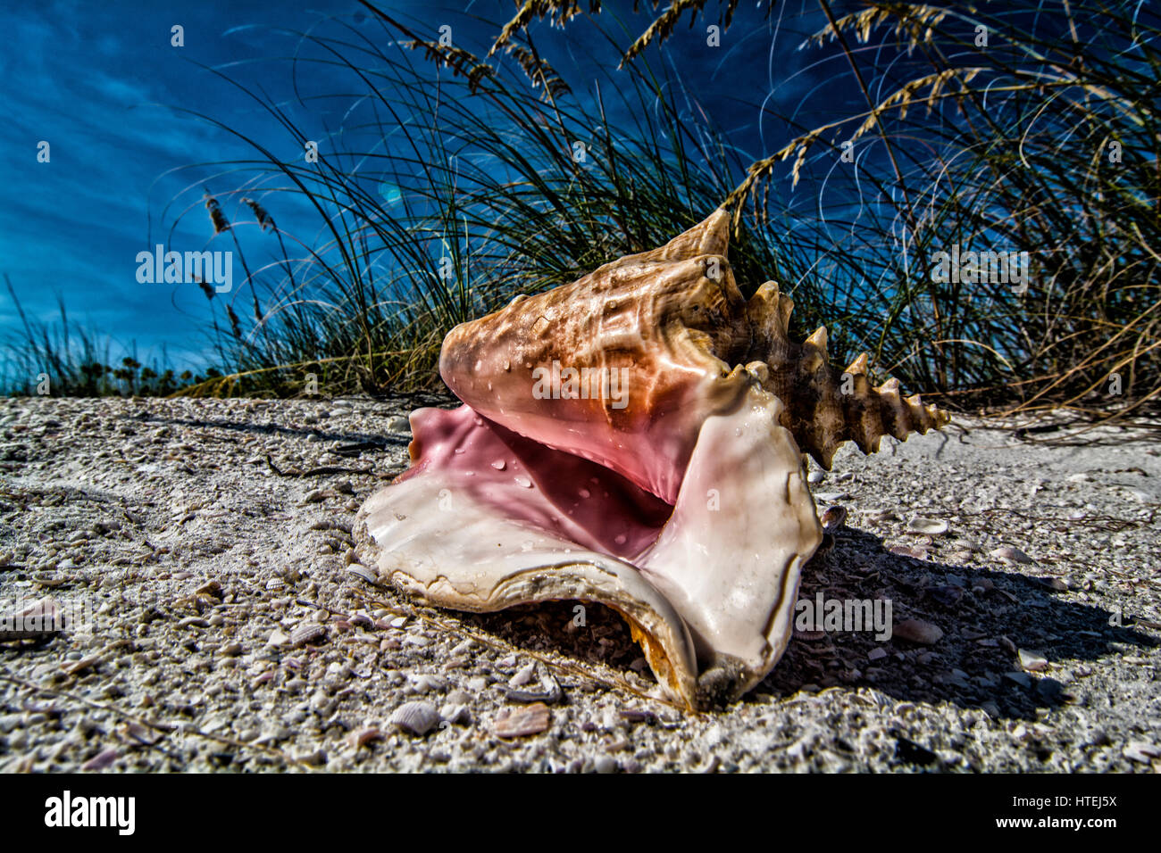 Conch hi-res stock photography and images - Alamy