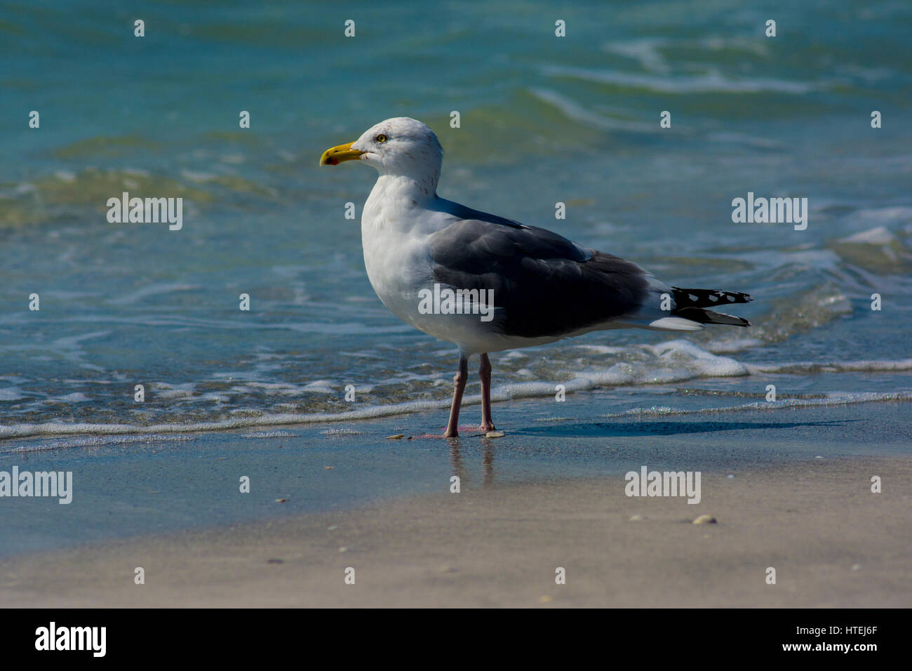 seagulls on the beach Stock Photo - Alamy