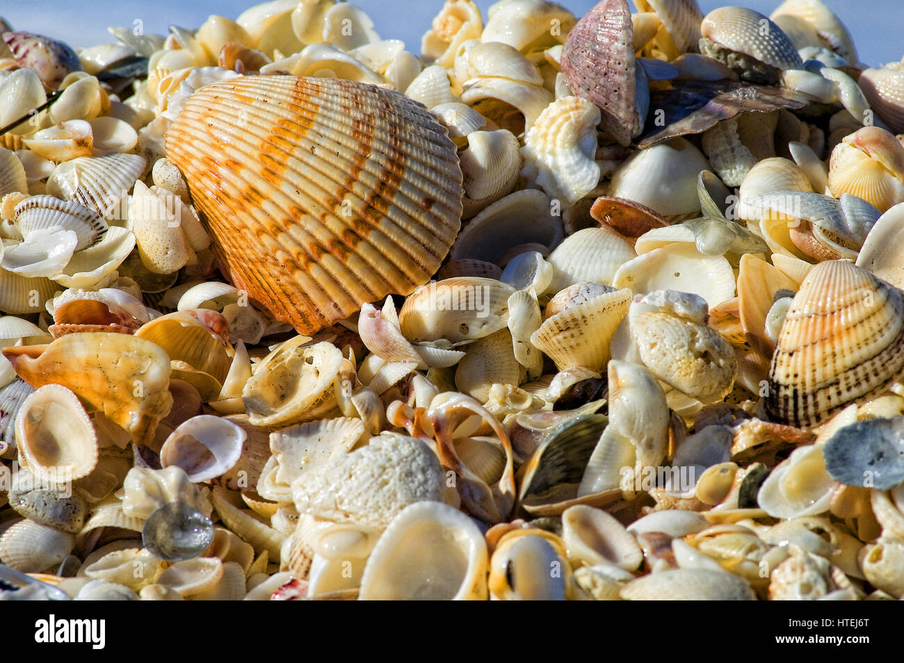 piles of sea shells on beach Stock Photo - Alamy