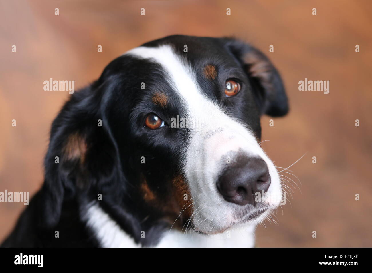 Swiss dog makes the hangdog look Stock Photo - Alamy