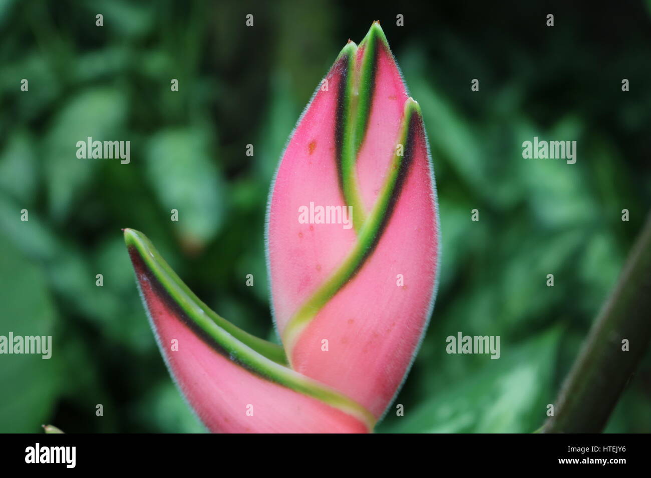 Caribbean flower hi-res stock photography and images - Alamy