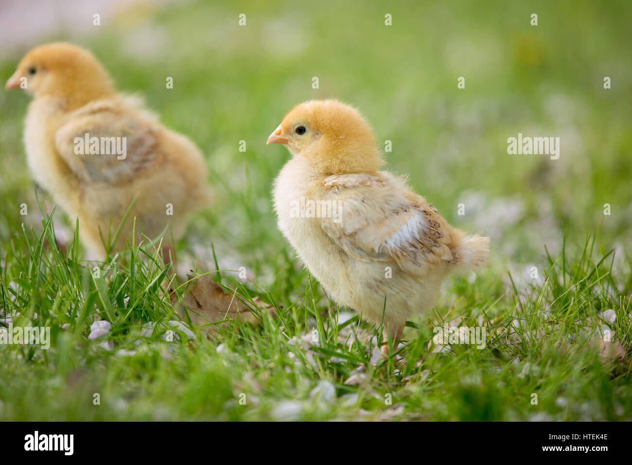 Little chicks on the grass, springtime Stock Photo - Alamy