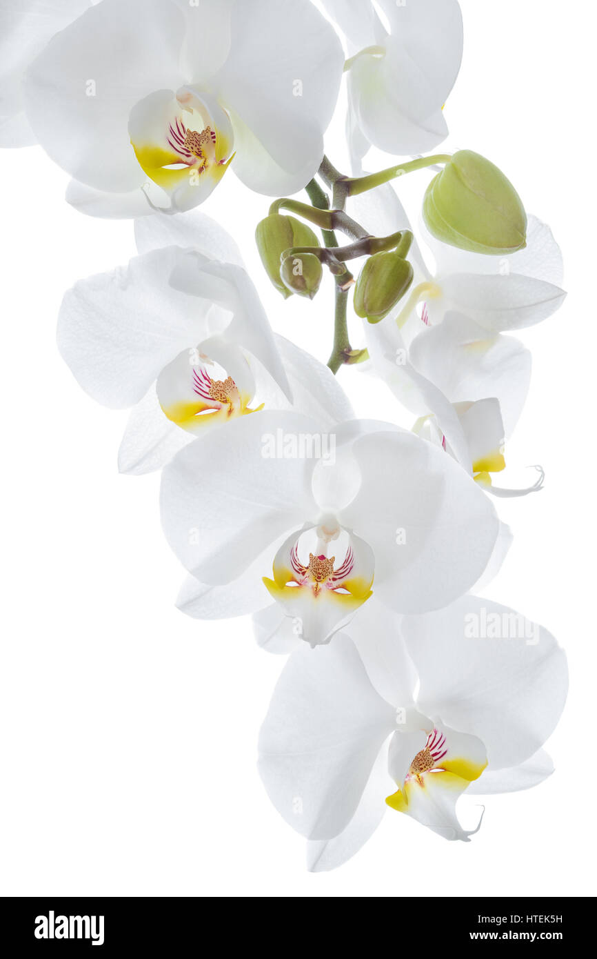 Hanging flower branches hi-res stock photography and images - Alamy