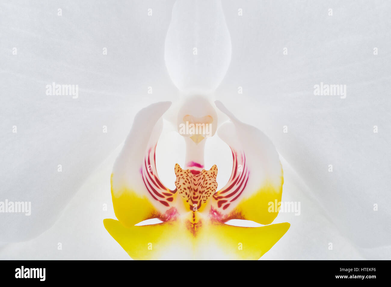 White orchid flower center closeup isolated Stock Photo - Alamy