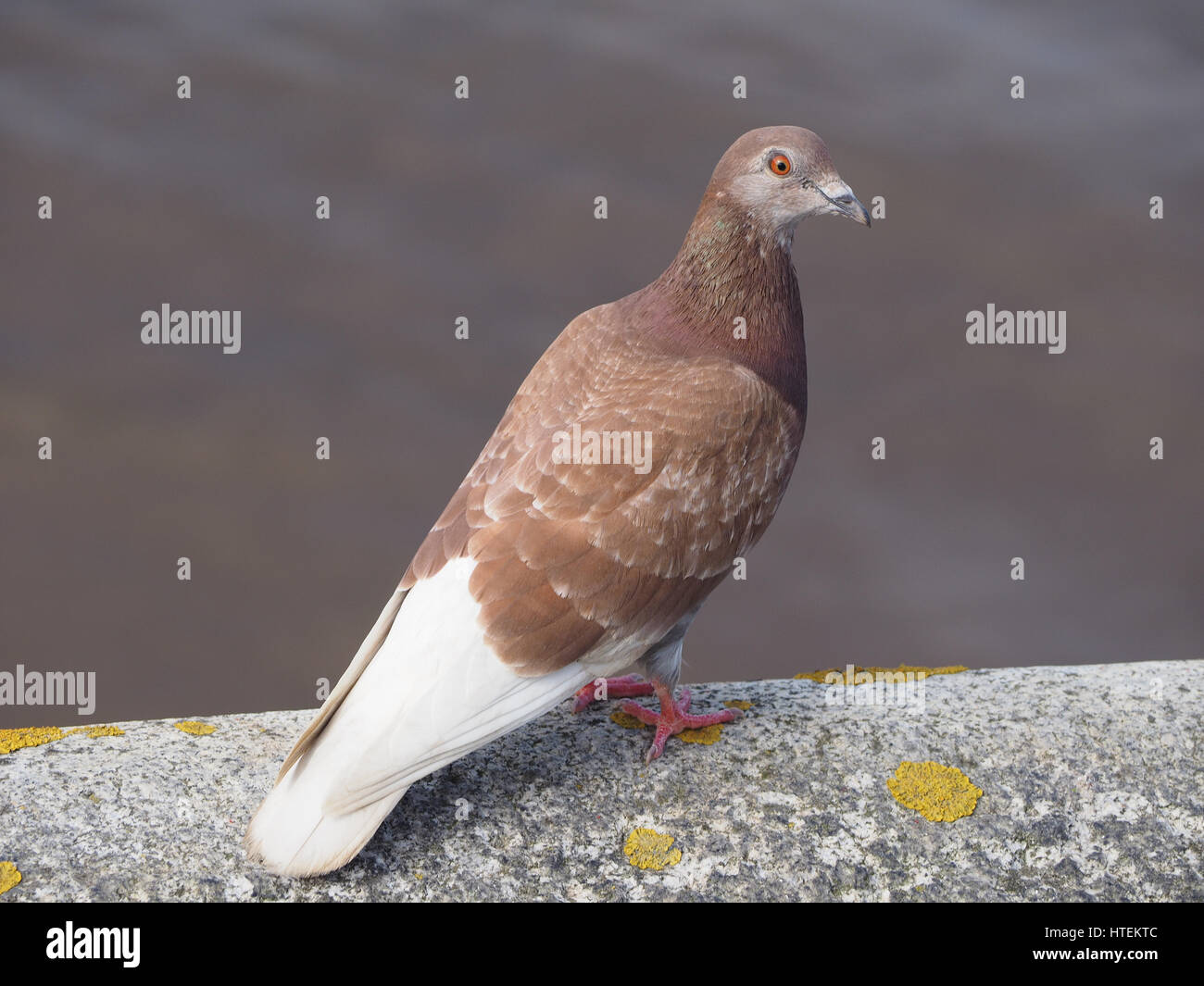 Domestic pigeon bird animal standing on a bridge over river Stock Photo ...