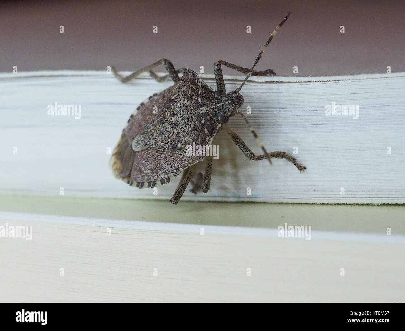 Brown marmorated stink bug (Halyomorpha halys) insect animal Stock ...
