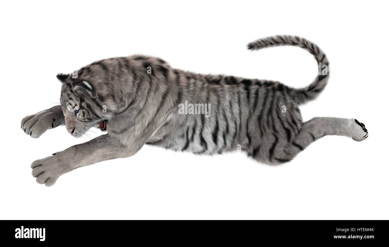 3D rendering of a white tiger jumping isolated on white background ...