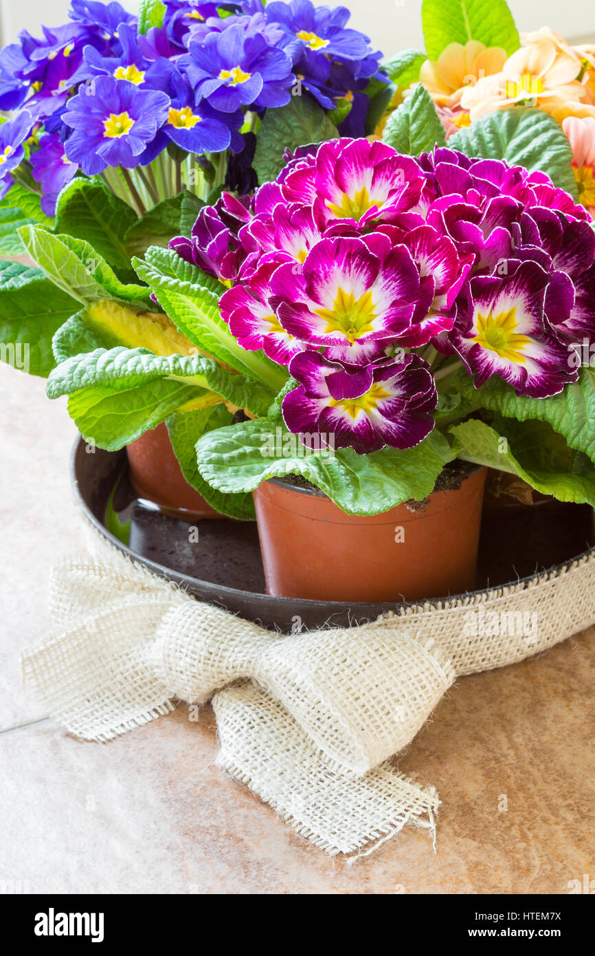 Primula pot ribbon hi-res stock photography and images - Alamy