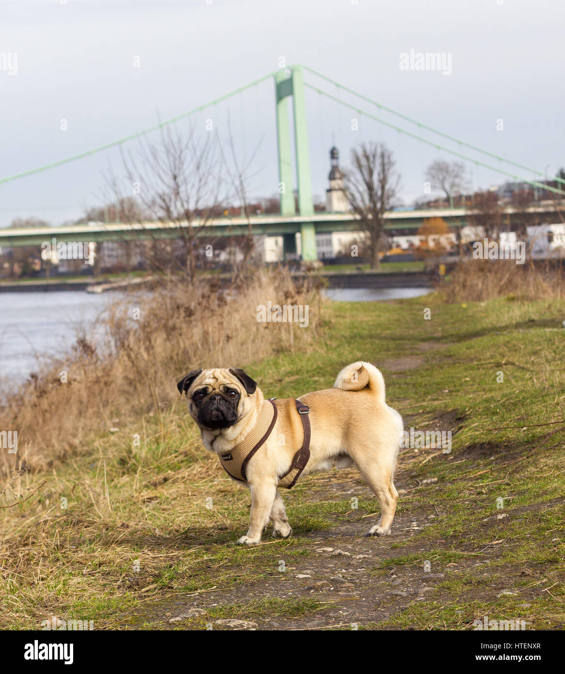 A pug dog strikes a pose in an urban setting Stock Photo - Alamy