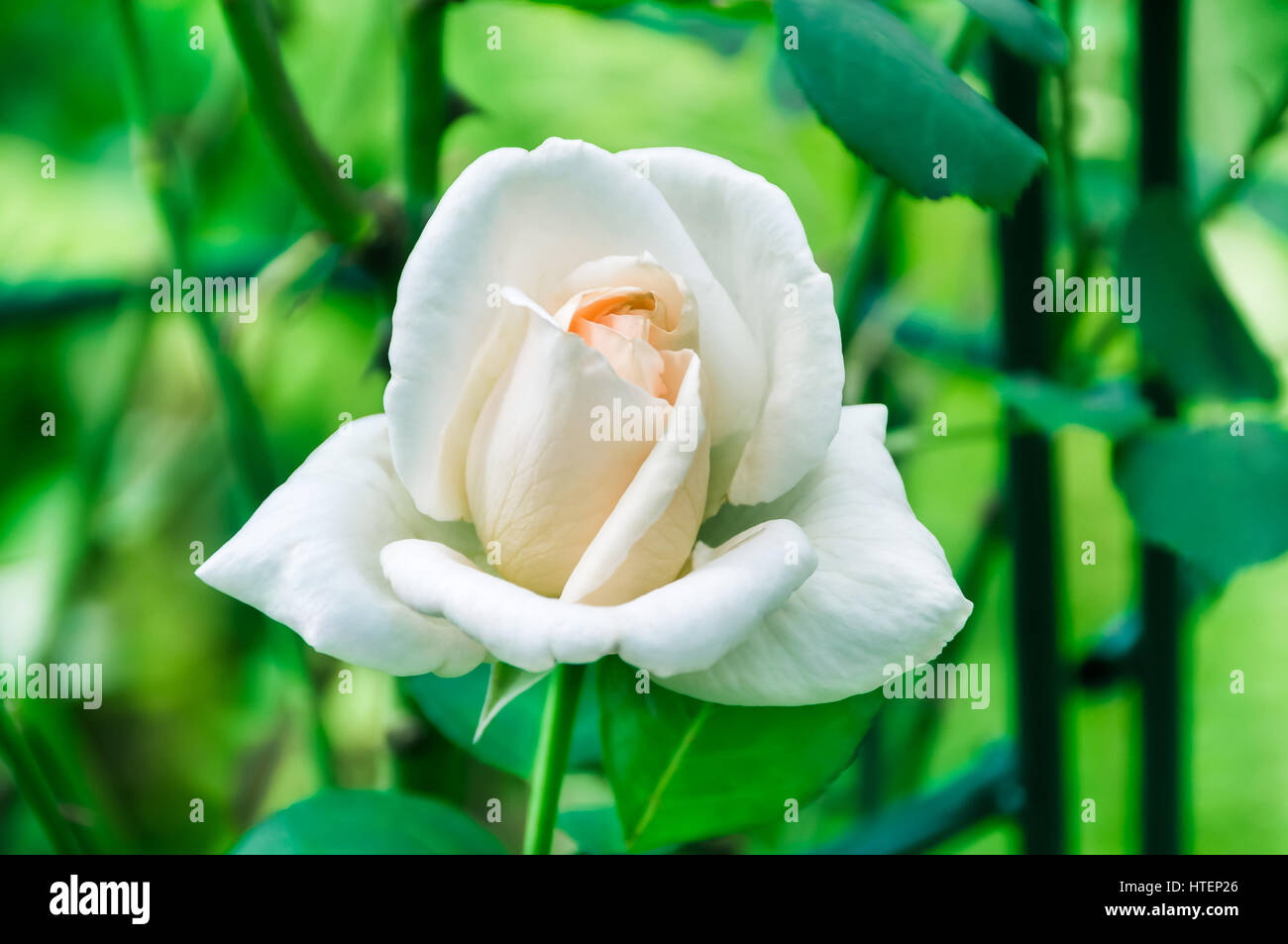 WHITE ROSES IN THE GARDEN. Nature background Stock Photo - Alamy