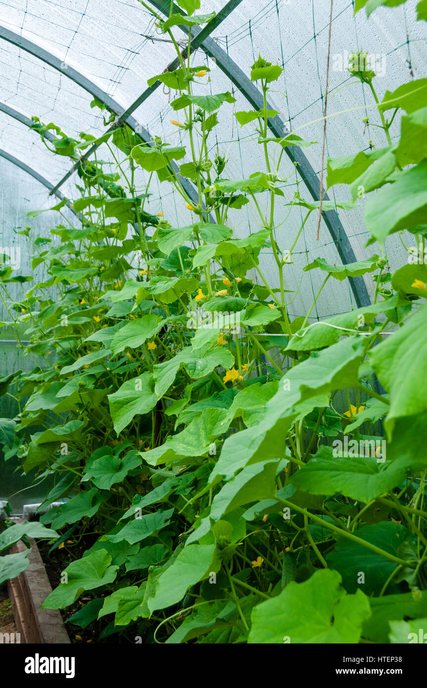 Cultivation of cucumbers in greenhouse , there are pictures of this ...