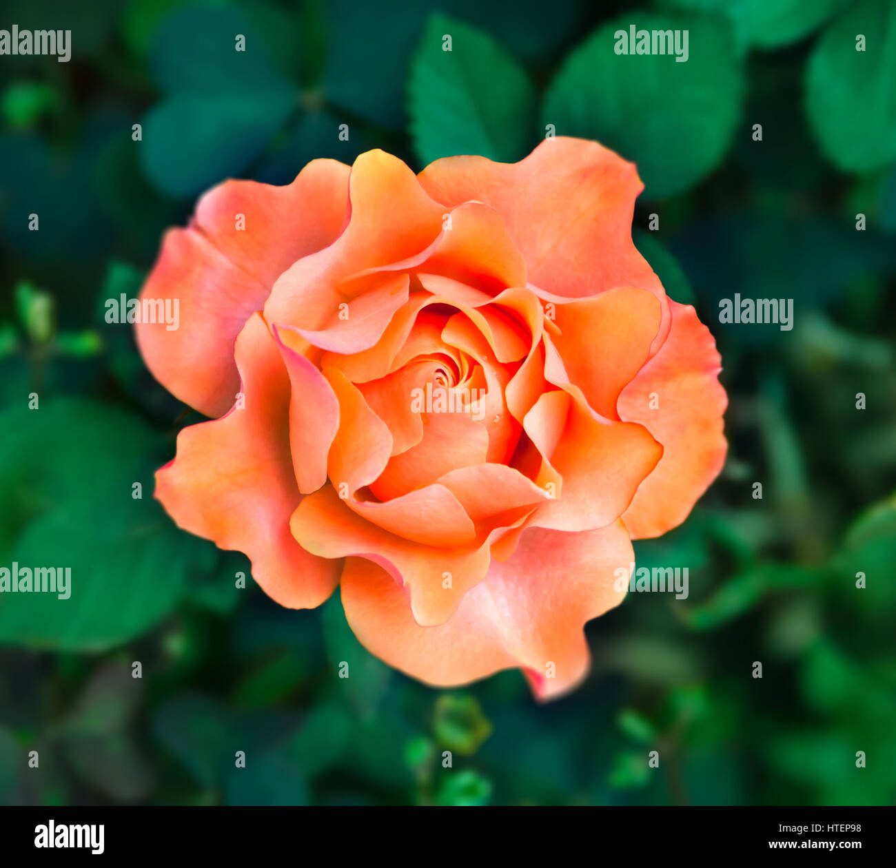 Flower orange rose on a natural background Stock Photo - Alamy
