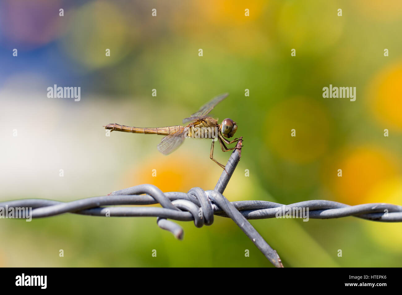 Yellow Dragonfly Gold Dragonfly Stock Photo - Alamy
