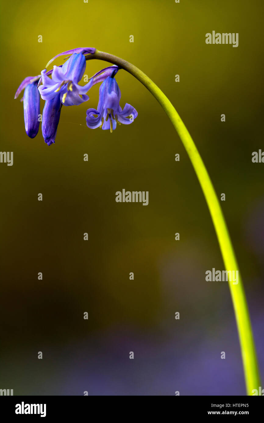 Bluebell flower bud macro hi-res stock photography and images - Alamy